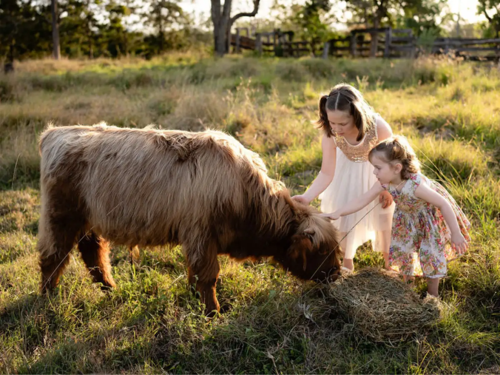 The History of Highland Cattle and Their Role on the Farm – Highland ...